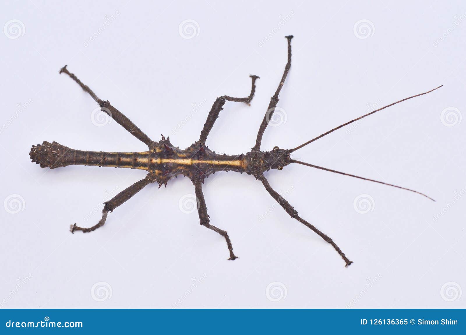 Macro Image Spiny Stick Insect Isolated on White Background Stock Image ...