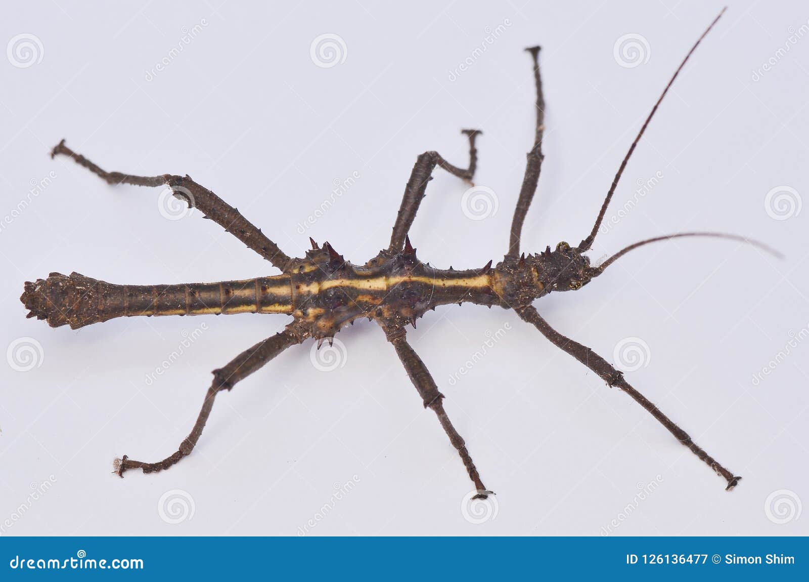Macro Image Spiny Stick Insect Isolated on White Background Stock Image ...