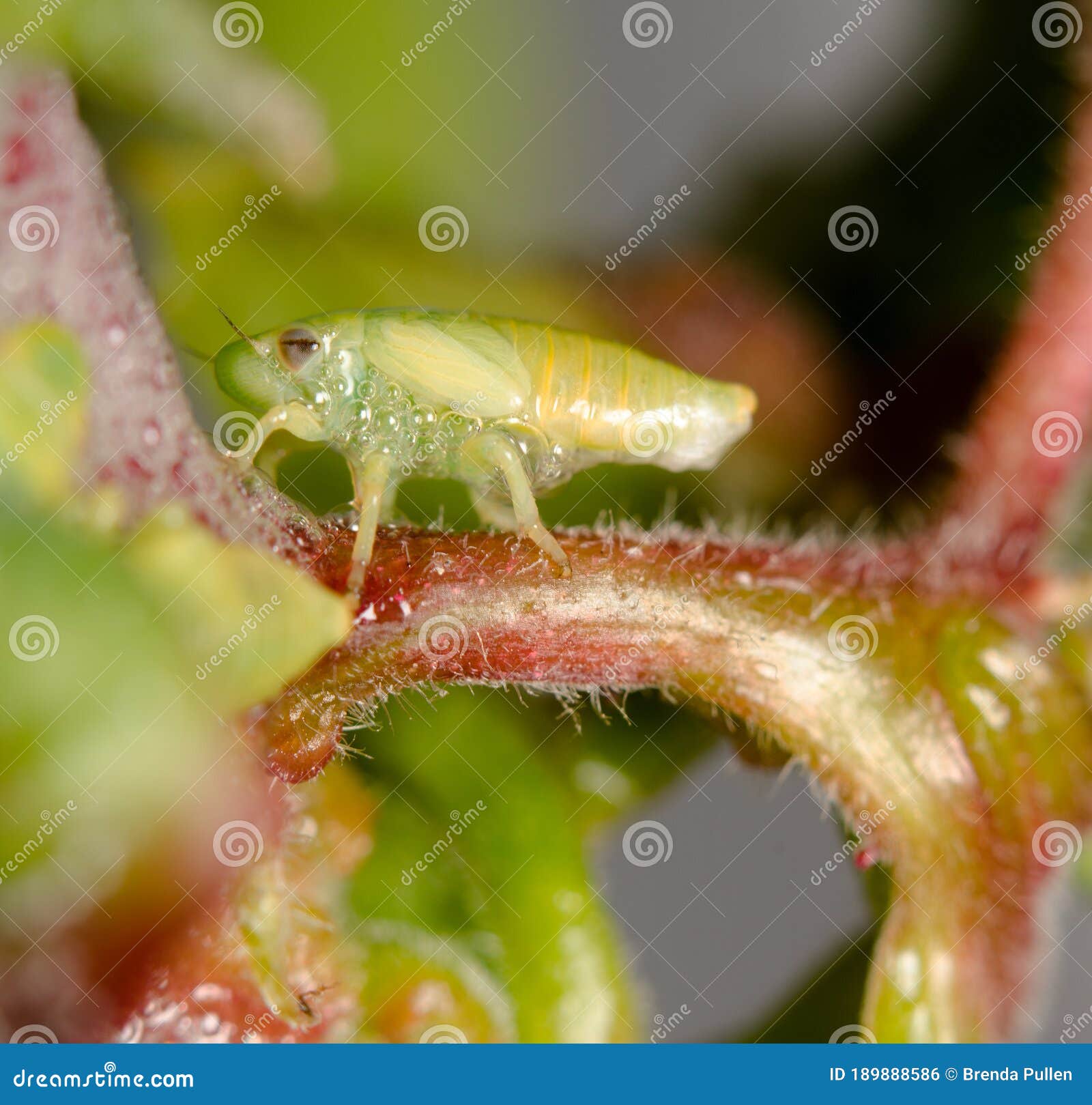 A Macro Image of a Spittlebug Nymph Partly Covered in Bubbles Stock ...