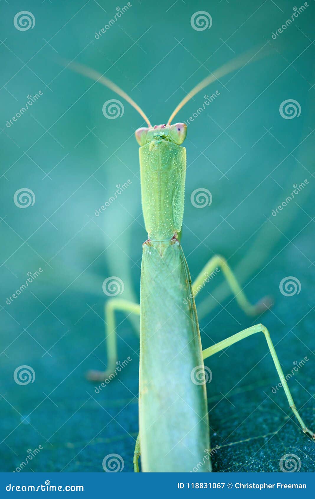 Macro of Stick Leaf Insect Posing on a Green Fig Leaf. Stock Image ...