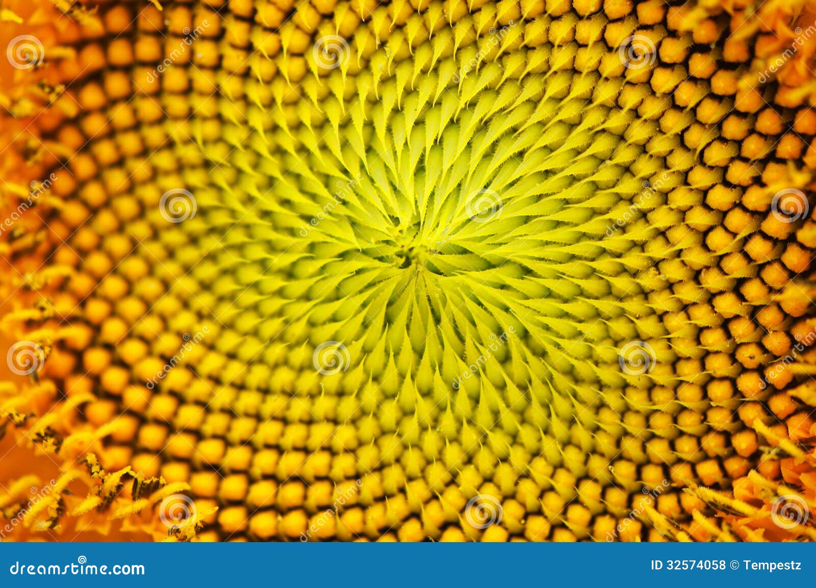 Macro Image Of A Sunflower Center Royalty Free Stock Photos - Image ...