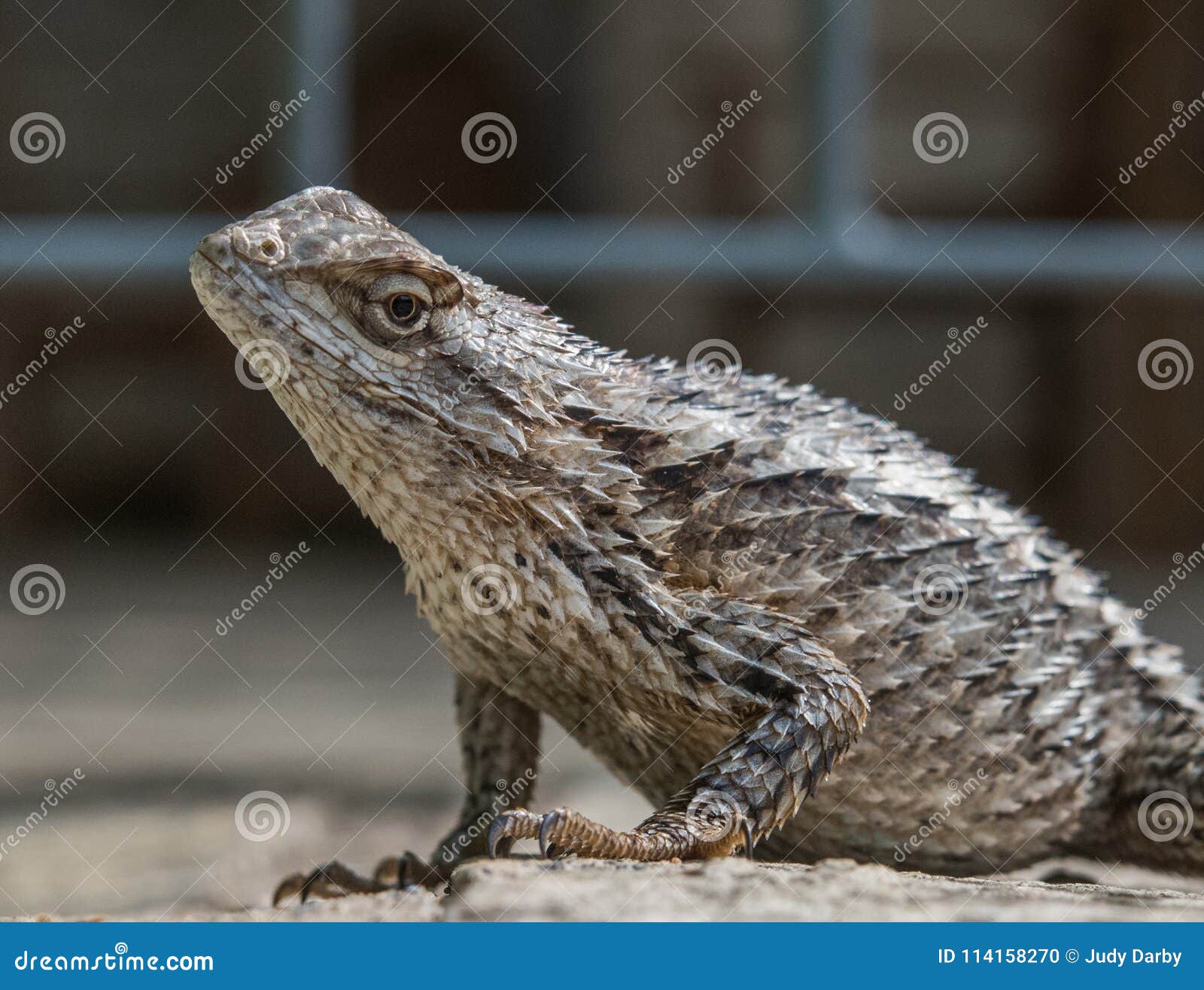 Macro Image of a Texas Spiny Lizard`s Head Stock Photo - Image of ...