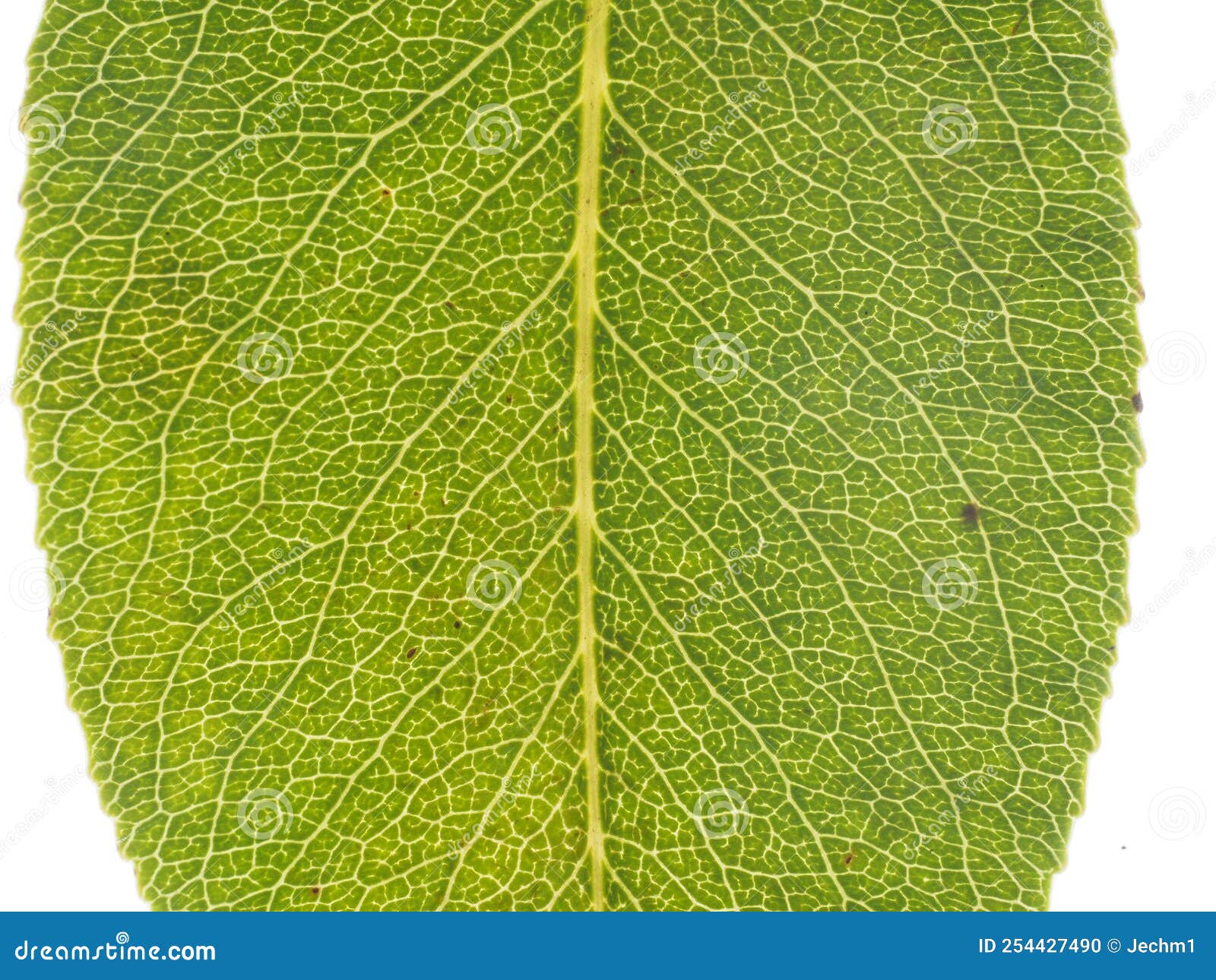 Macro Image of the Texture of a Green Tree Leaf Stock Photo - Image of ...