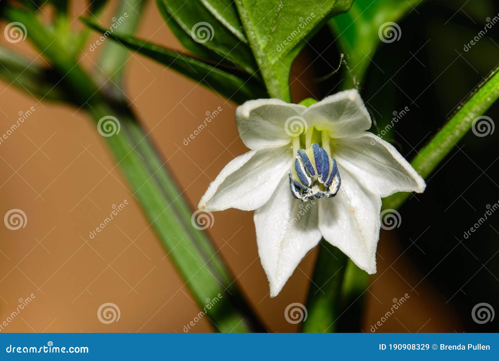 A Macro Image of a Tiny Chilli Flower. Stock Image - Image of chilli ...