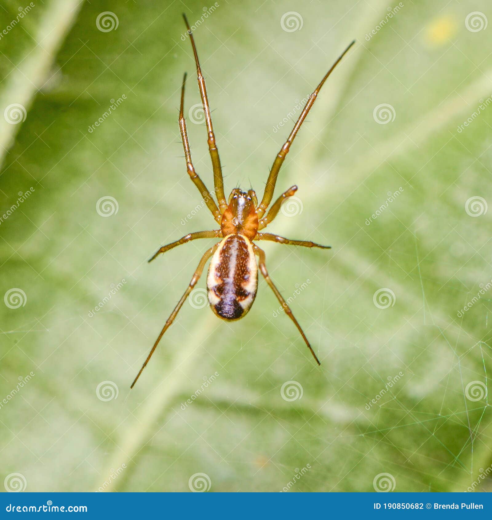 A Linyphia Triangularis Spider in the UK Stock Photo - Image of money, wildlife: 190850682
