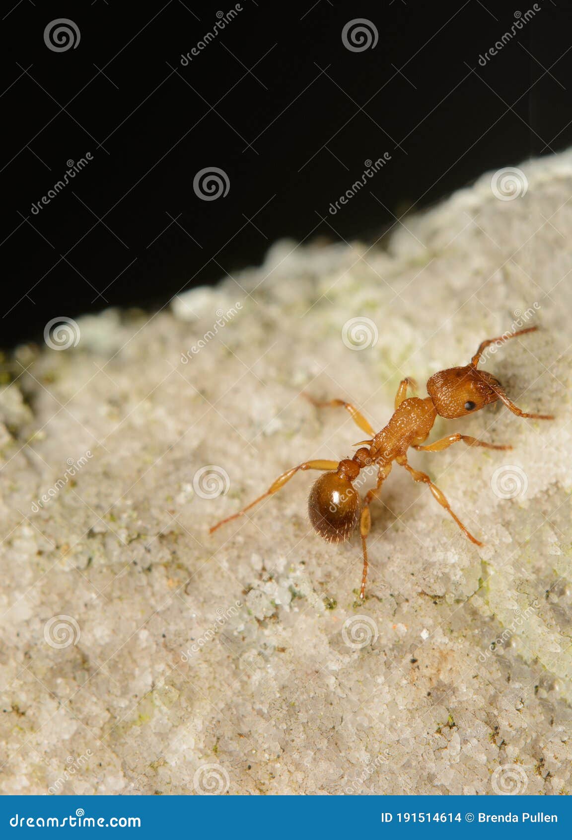 A Macro Image of the Tiny Orange Ant, Myrmica Ruginodis Stock Photo ...