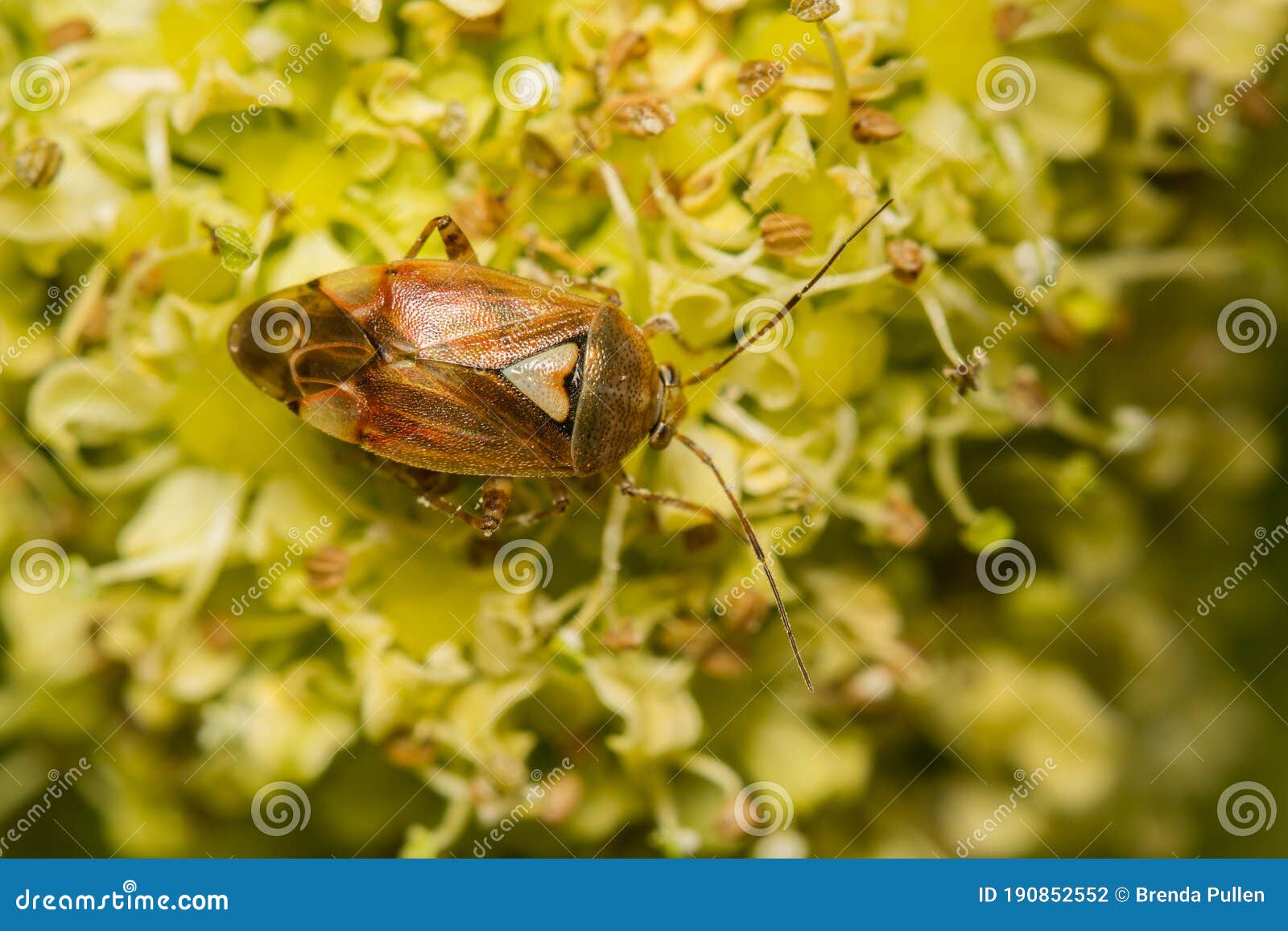 A Macro Image of a Tiny Shield Bug in the UK in April Stock Photo ...