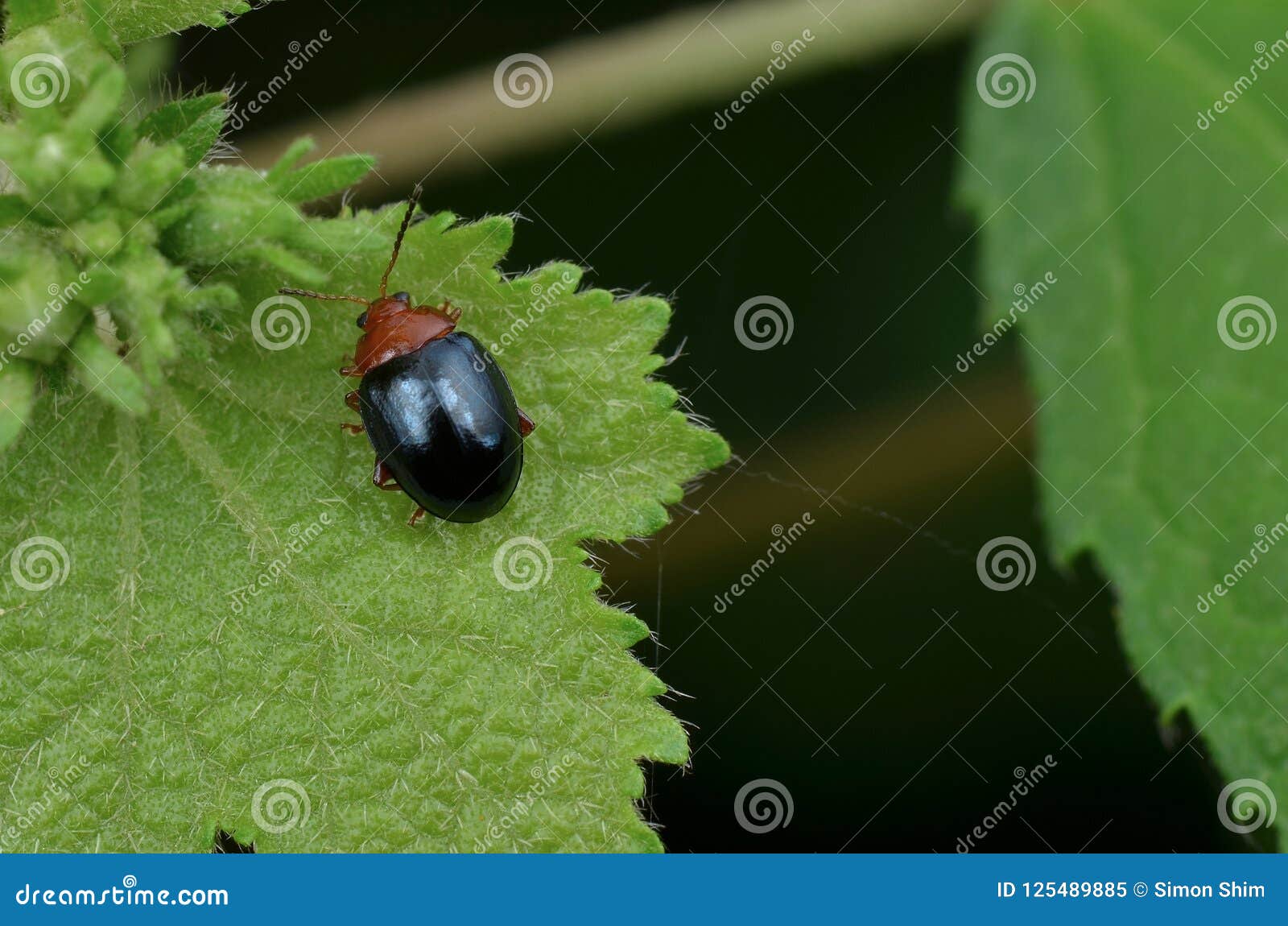 Tiny Shiny Beetle Stock Images - Download 306 Royalty Free Photos