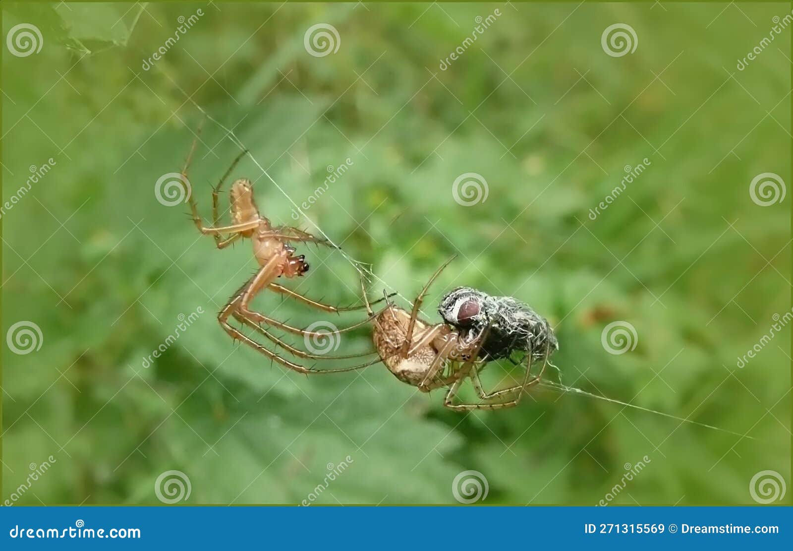 Macro Image of Two Spiders Dealing with Web Capture Stock Image - Image of silk, food: 271315569
