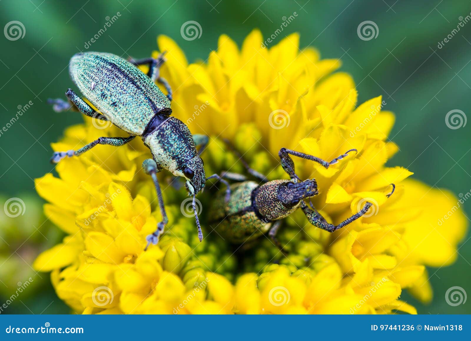 Macro Image of Weevils Insect Stock Photo - Image of wild, white: 97441236