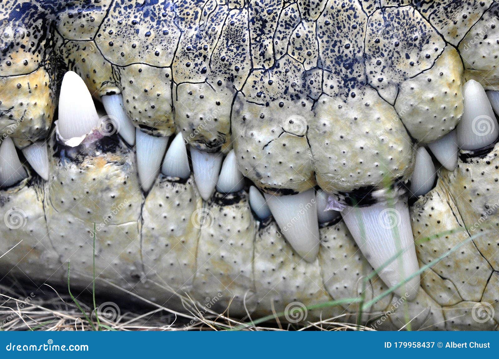 Macro Image of White Crocodile Teeth Stock Image - Image of danger ...