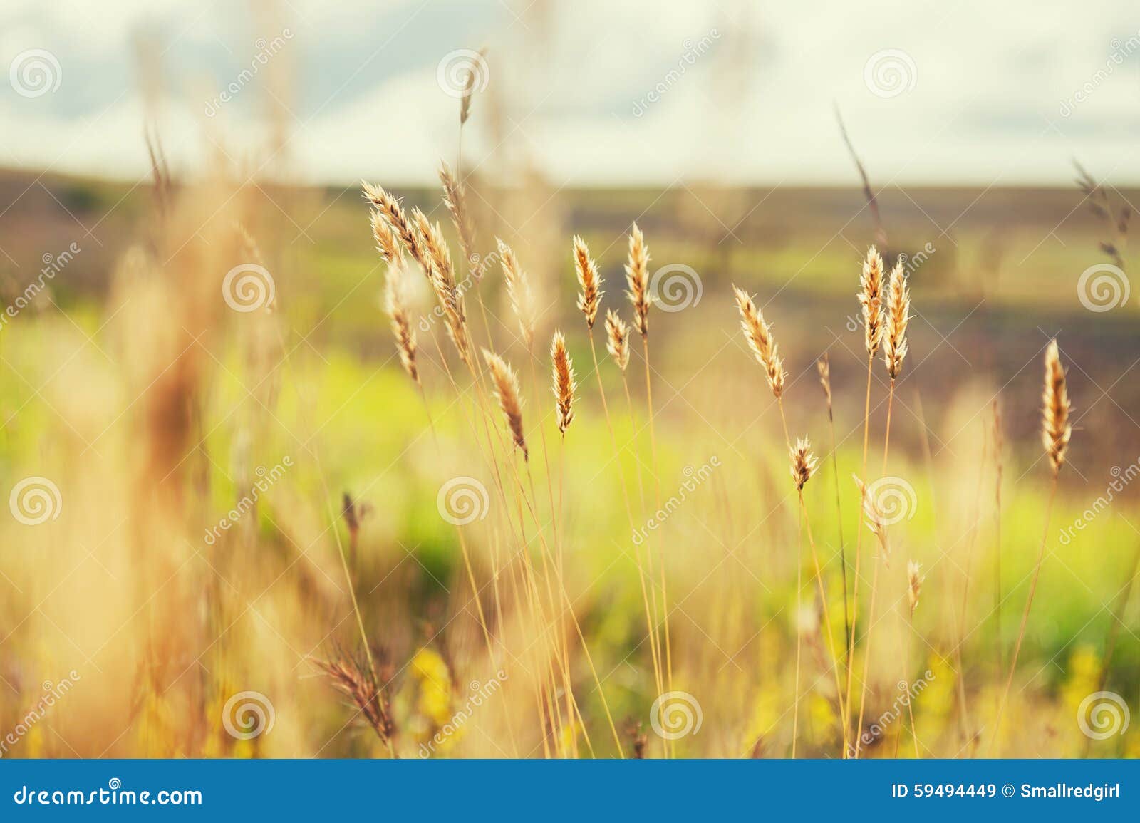 Macro Image of Wild Grasses in a Field Stock Image - Image of color ...