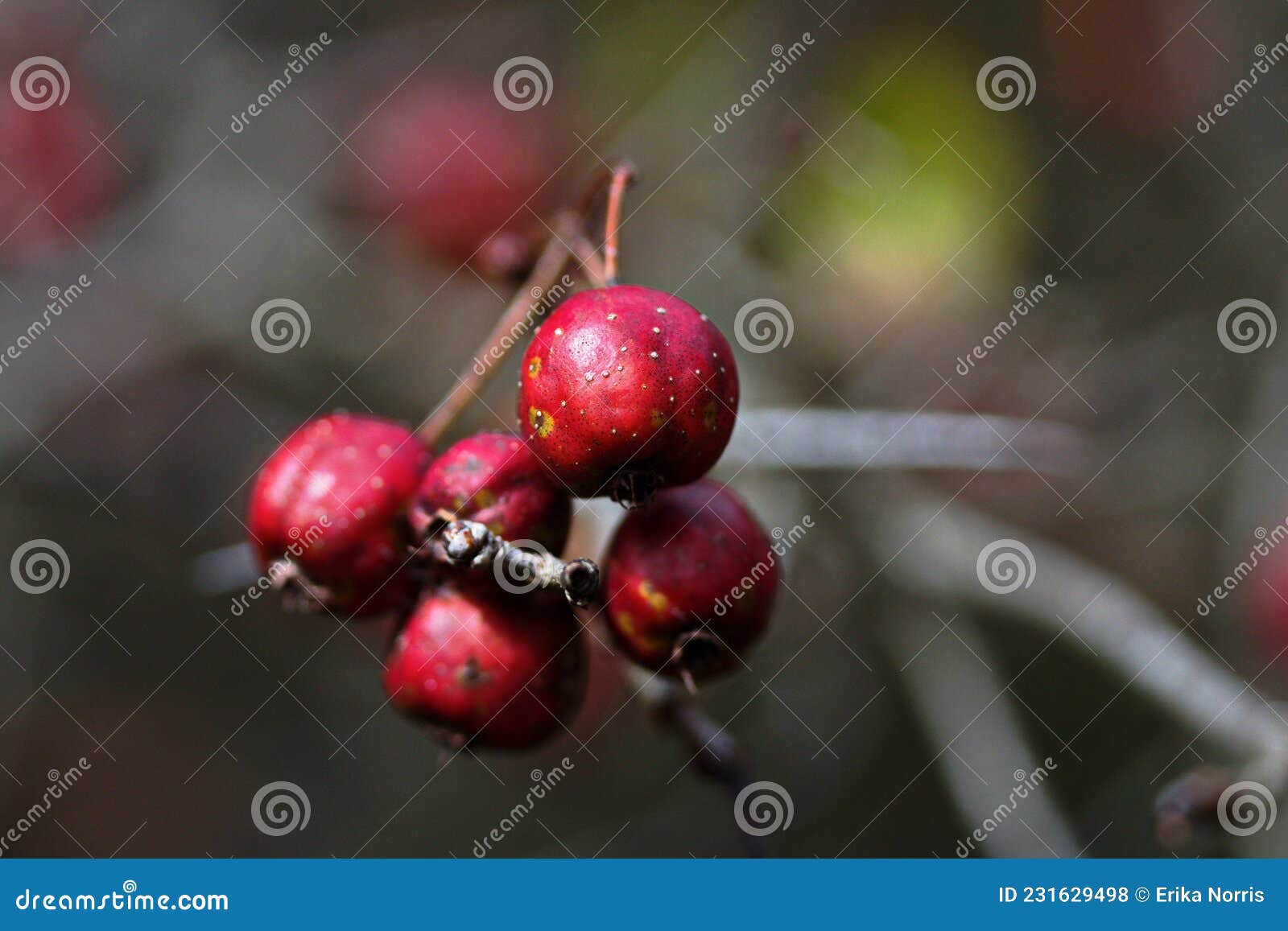 Macro Image of Wild Red Berries Stock Photo - Image of heritage, garden ...