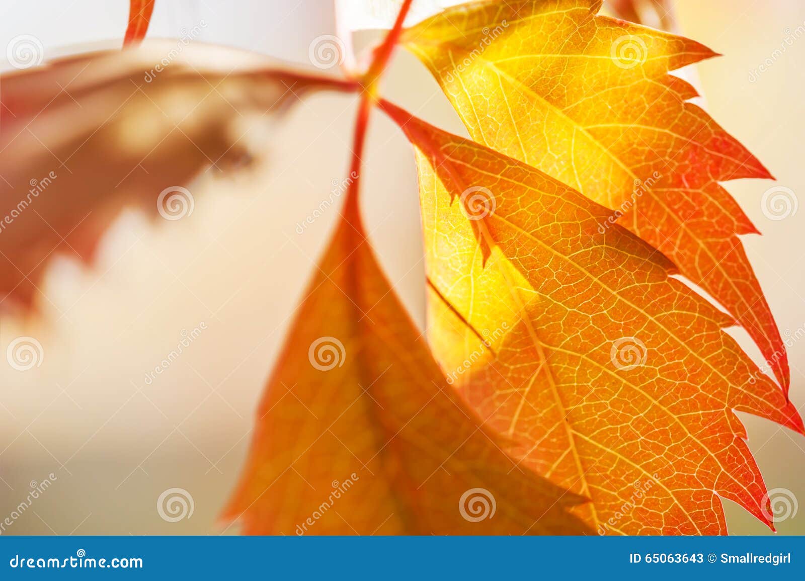 Macro Image of Yellow Autumn Leaves Stock Image - Image of leaves ...