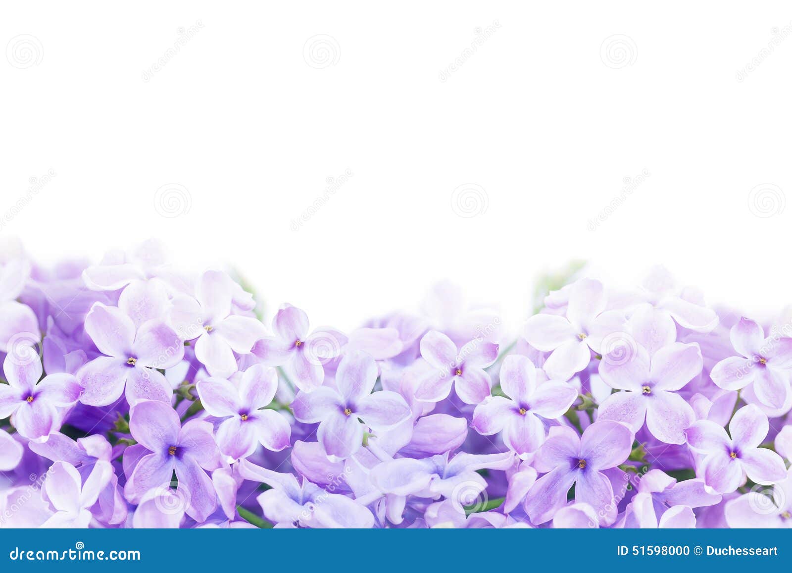 Macro Immagine Dei Fiori Viola Lilla Fotografia Stock - Immagine di ...