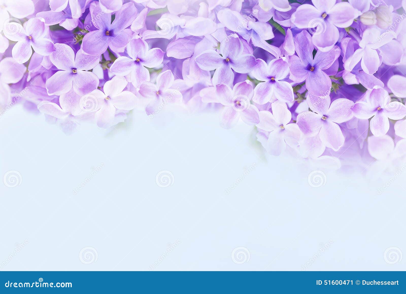 Macro Immagine Dei Fiori Viola Lilla Immagine Stock - Immagine di verde ...