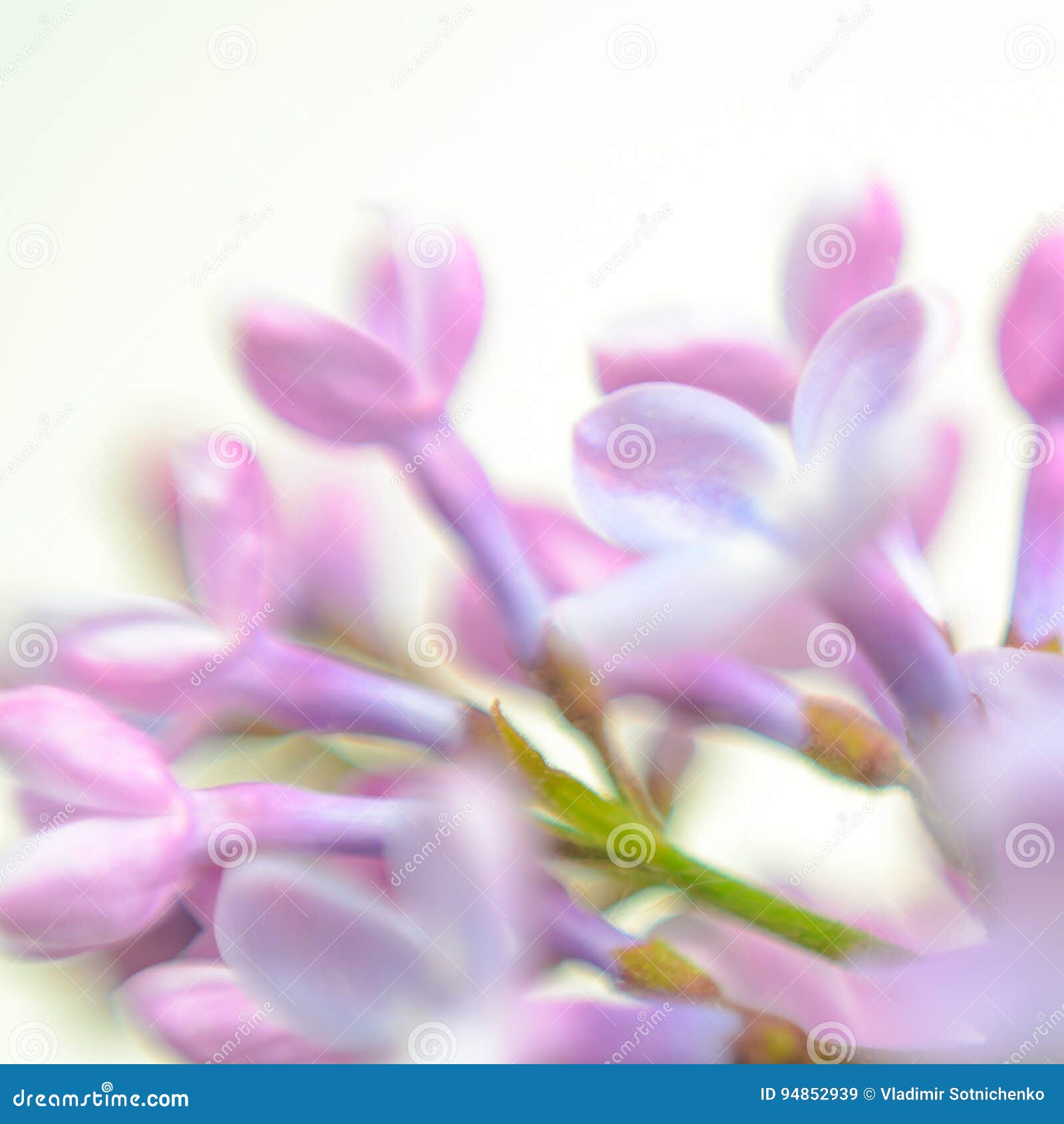 Macro Immagine Dei Fiori Viola Lilla Della Molla Immagine Stock ...