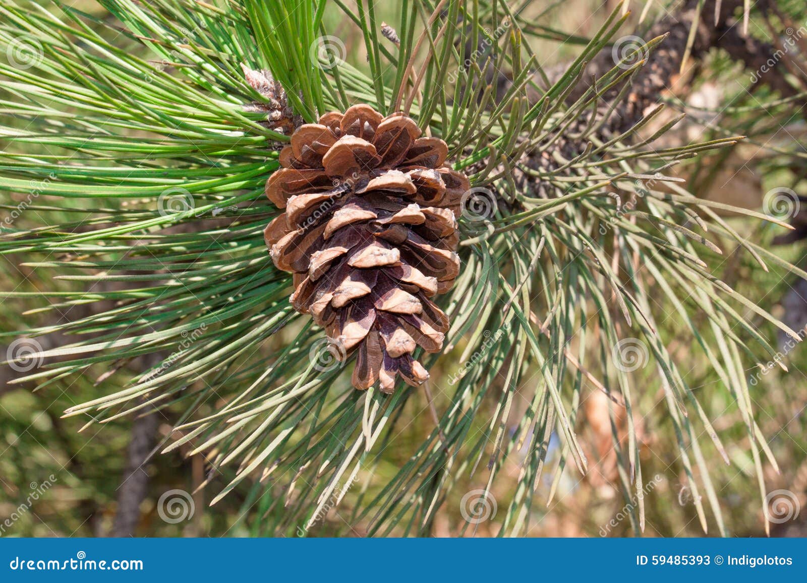 Macro Immagine Della Pigna Che Appende Sull'albero Immagine Stock ...