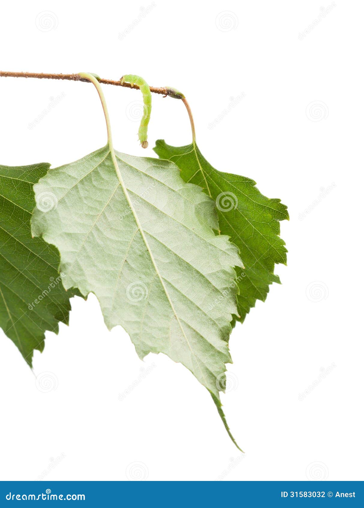 Macro of Inchworm on Birch Twig Stock Photo - Image of nature, wildlife ...