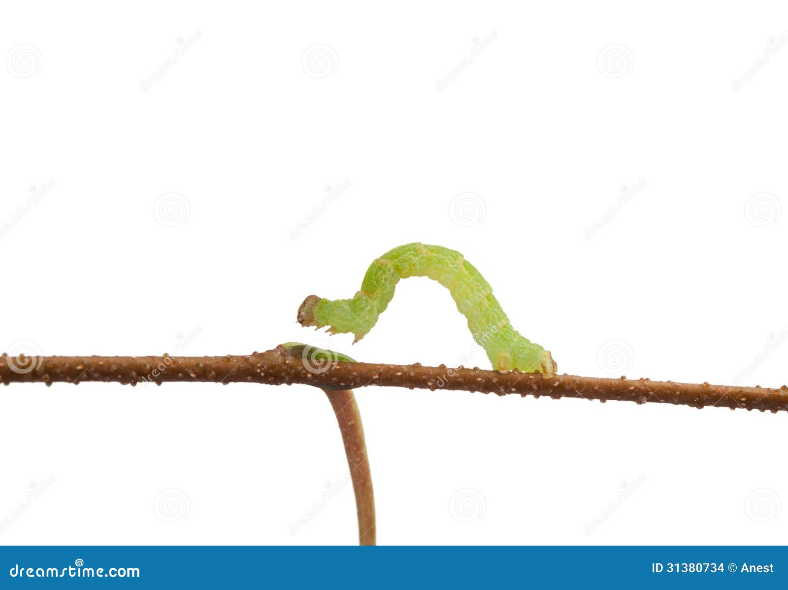 Macro of Inchworm Isolated on White Stock Photo - Image of green, twig ...