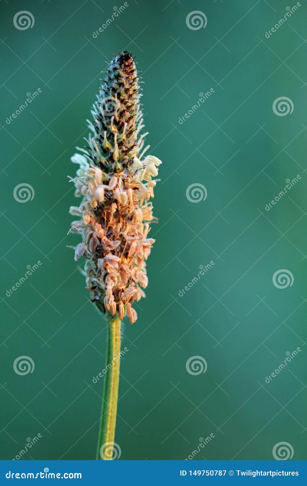 Macro of Inflorescence of Plantain Stock Image - Image of plant, spit ...