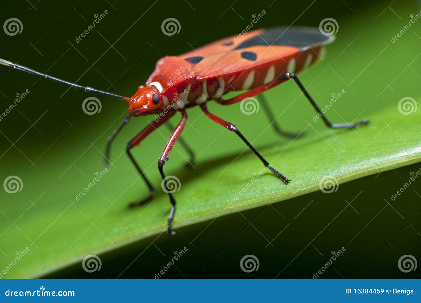 Macro Insect stock image. Image of macro, insect, wings - 16384459