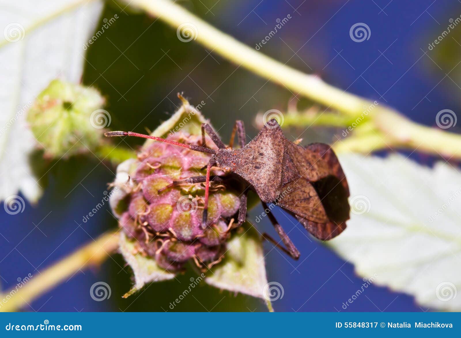 Macro Insect Bug Sitting on a Raspberry Stock Image - Image of smell ...