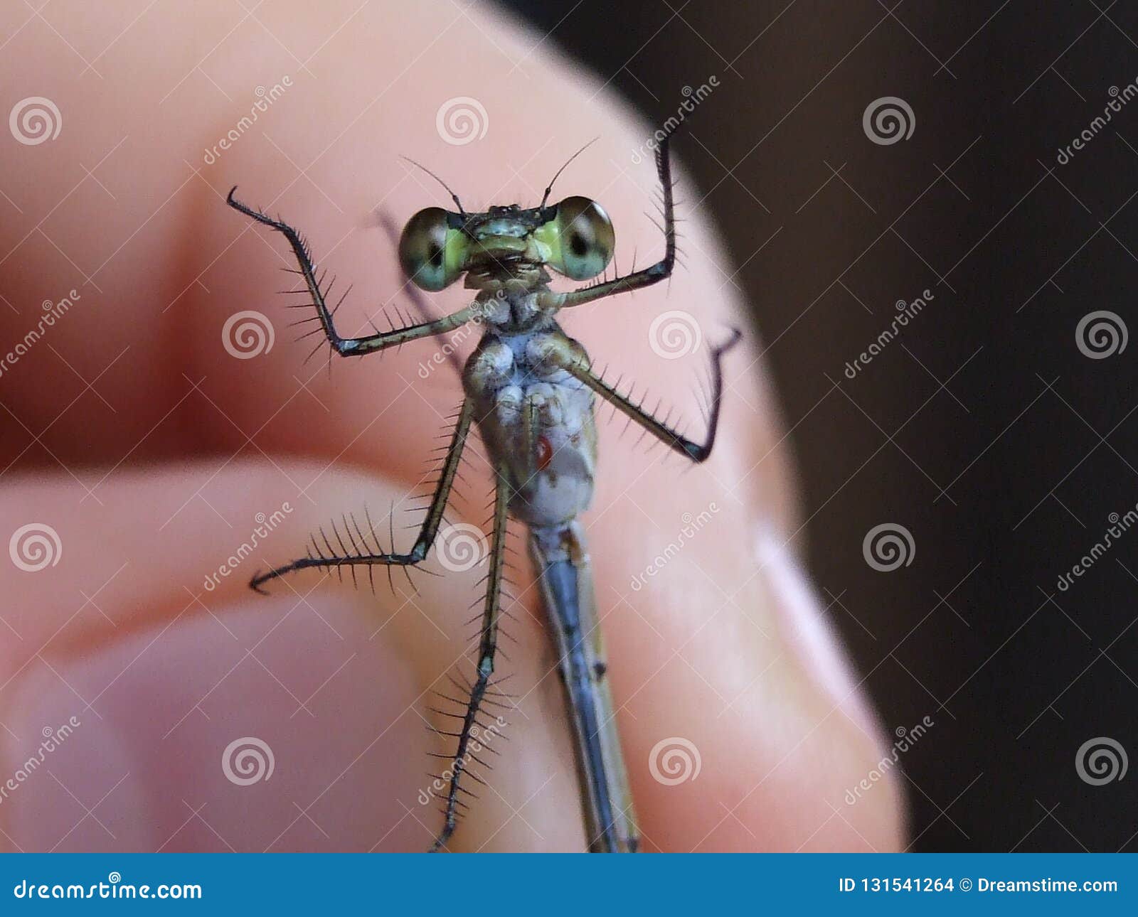Dragonfly On Hand Stock Image | CartoonDealer.com #42573721