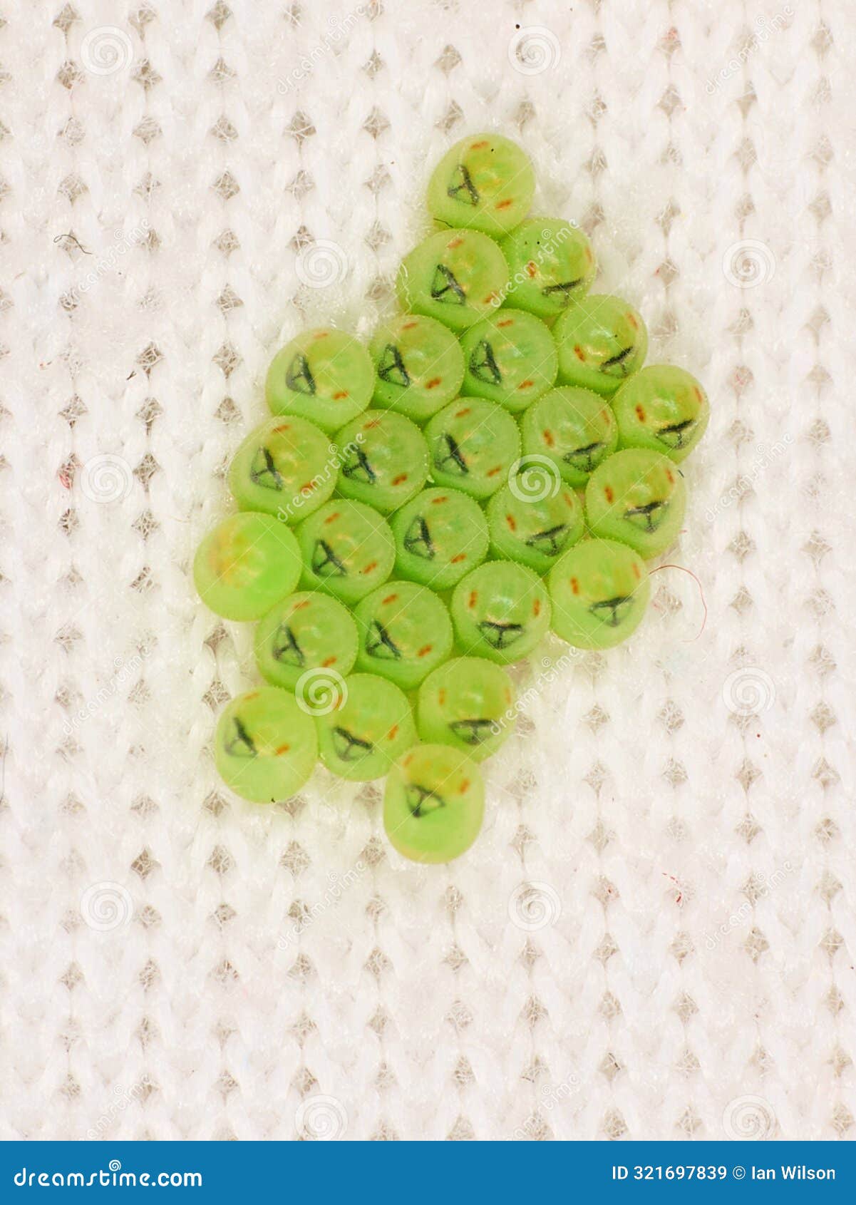 Macro of Insect Eggs - Green Shieldbug - Developing Embryo Visible ...