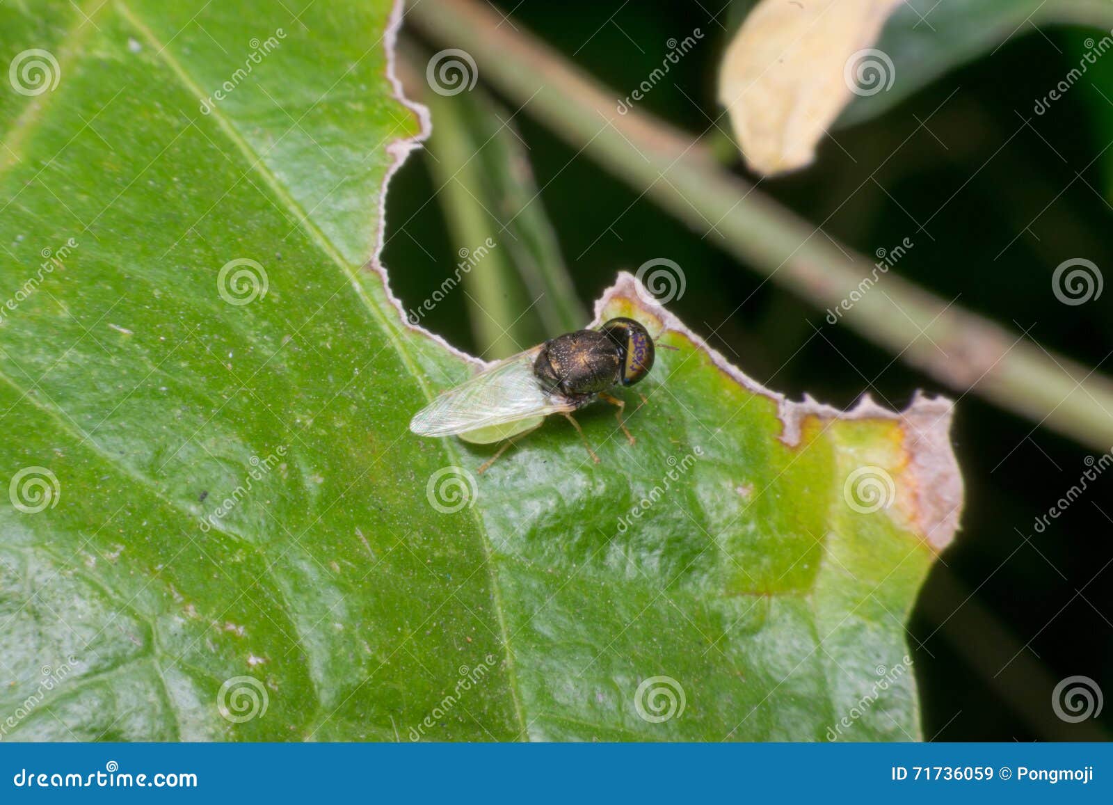 Macro of Insect Focus at Eye Stock Image - Image of extreme, insects ...
