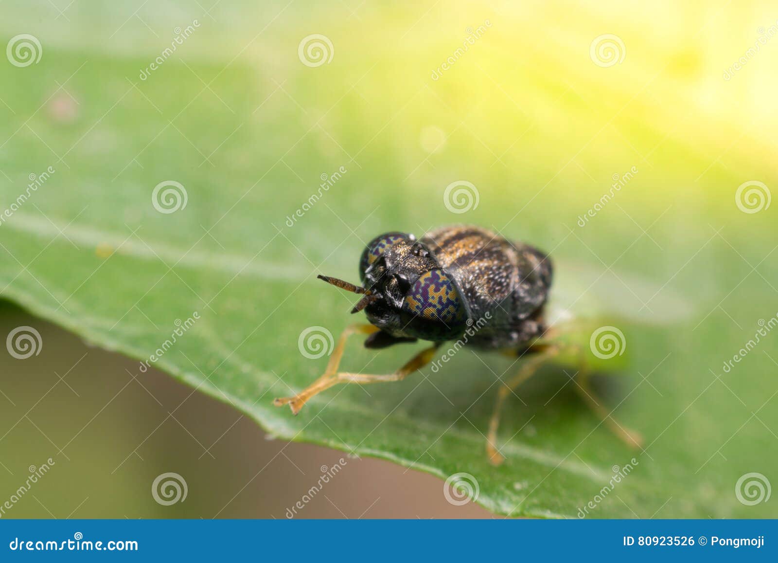 Macro of Insect Focus at Eye Stock Photo - Image of macro, leave: 80923526