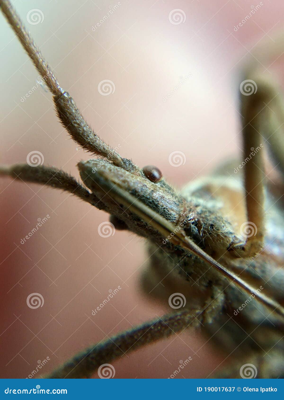 Macro beetle head stock image. Image of insect, head - 190017637