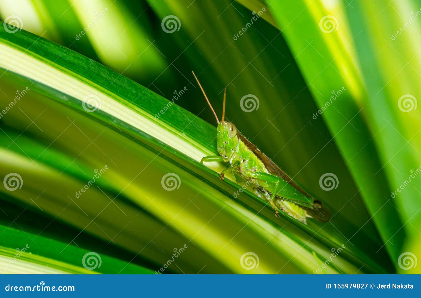 Macro Insect on the Leaves with the Green Theme Stock Image - Image of ...
