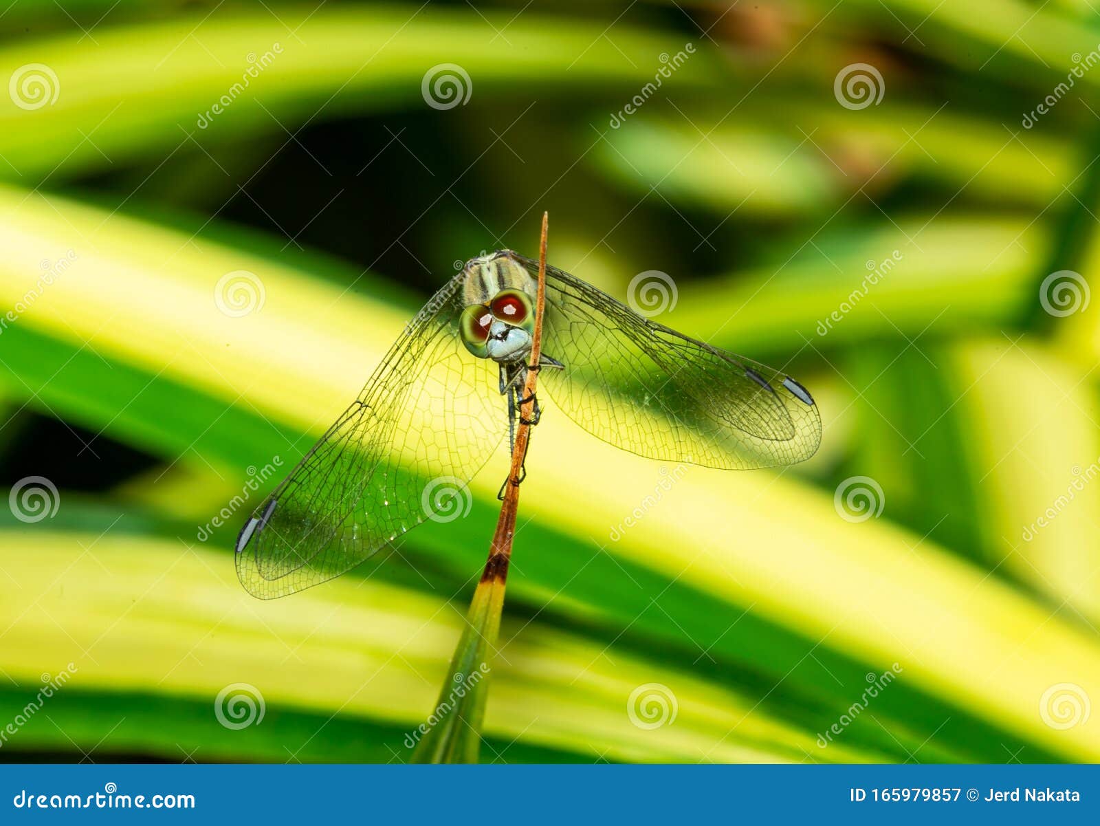 Macro Insect on the Leaves with the Green Theme Stock Image - Image of ...