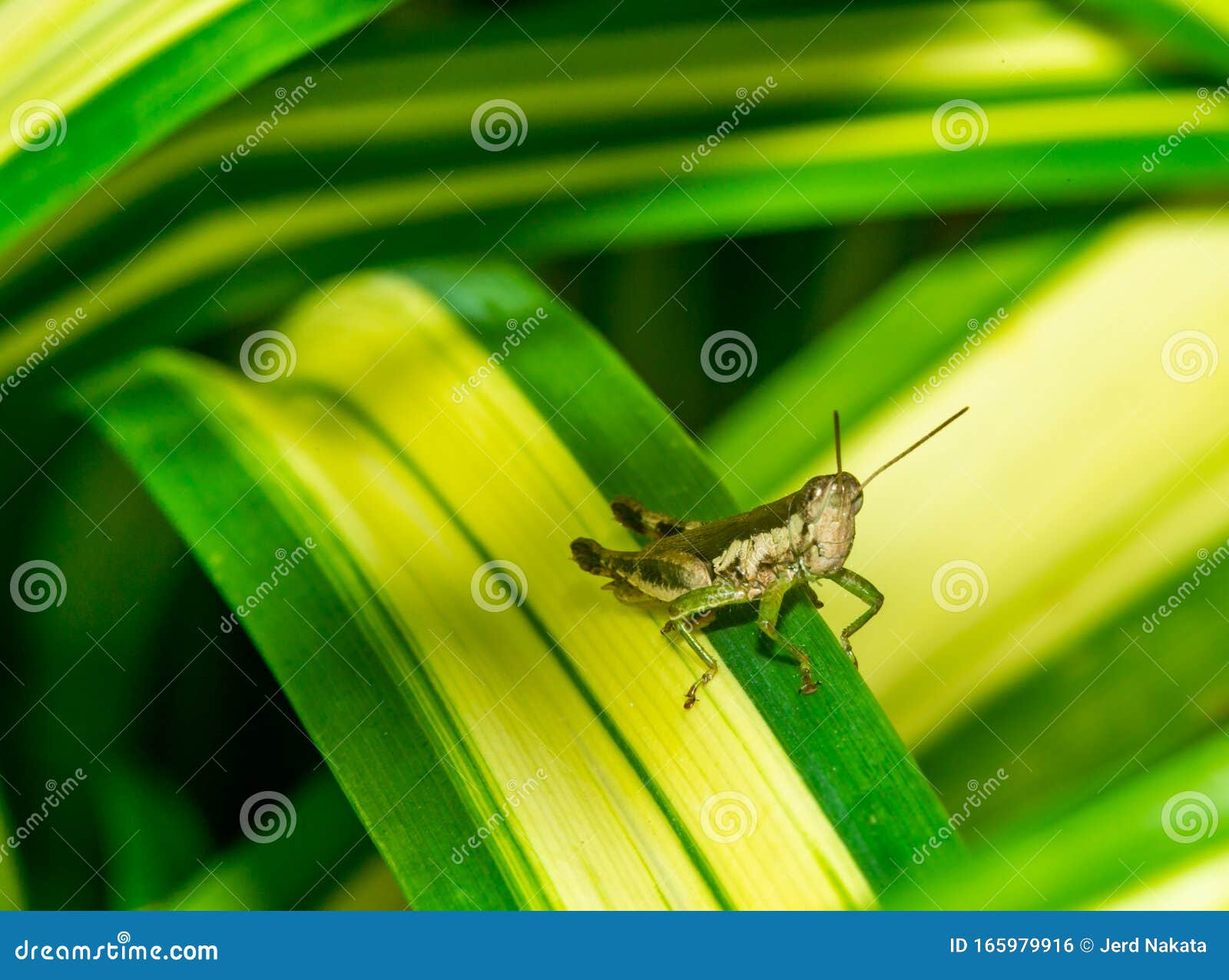 Macro Insect on the Leaves with the Green Theme Stock Photo - Image of ...