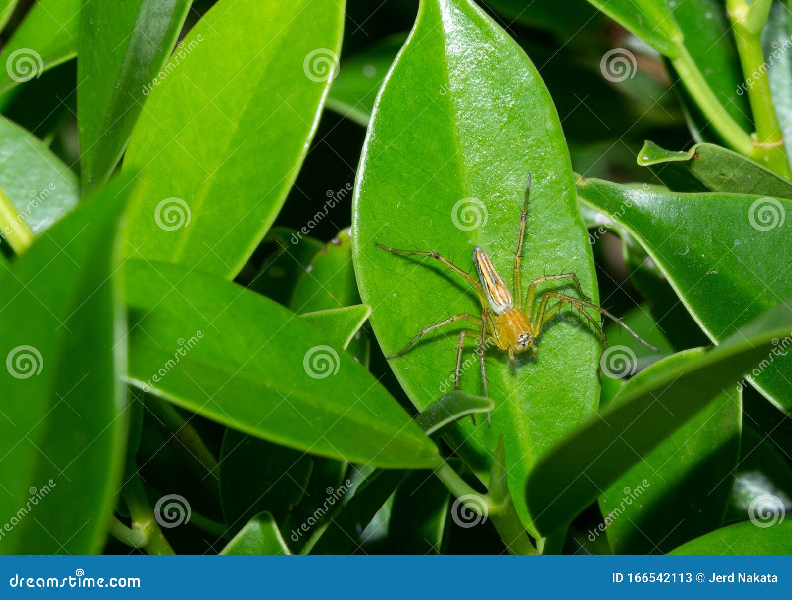 Macro Insect on the Leaves with the Green Theme Stock Image - Image of ...