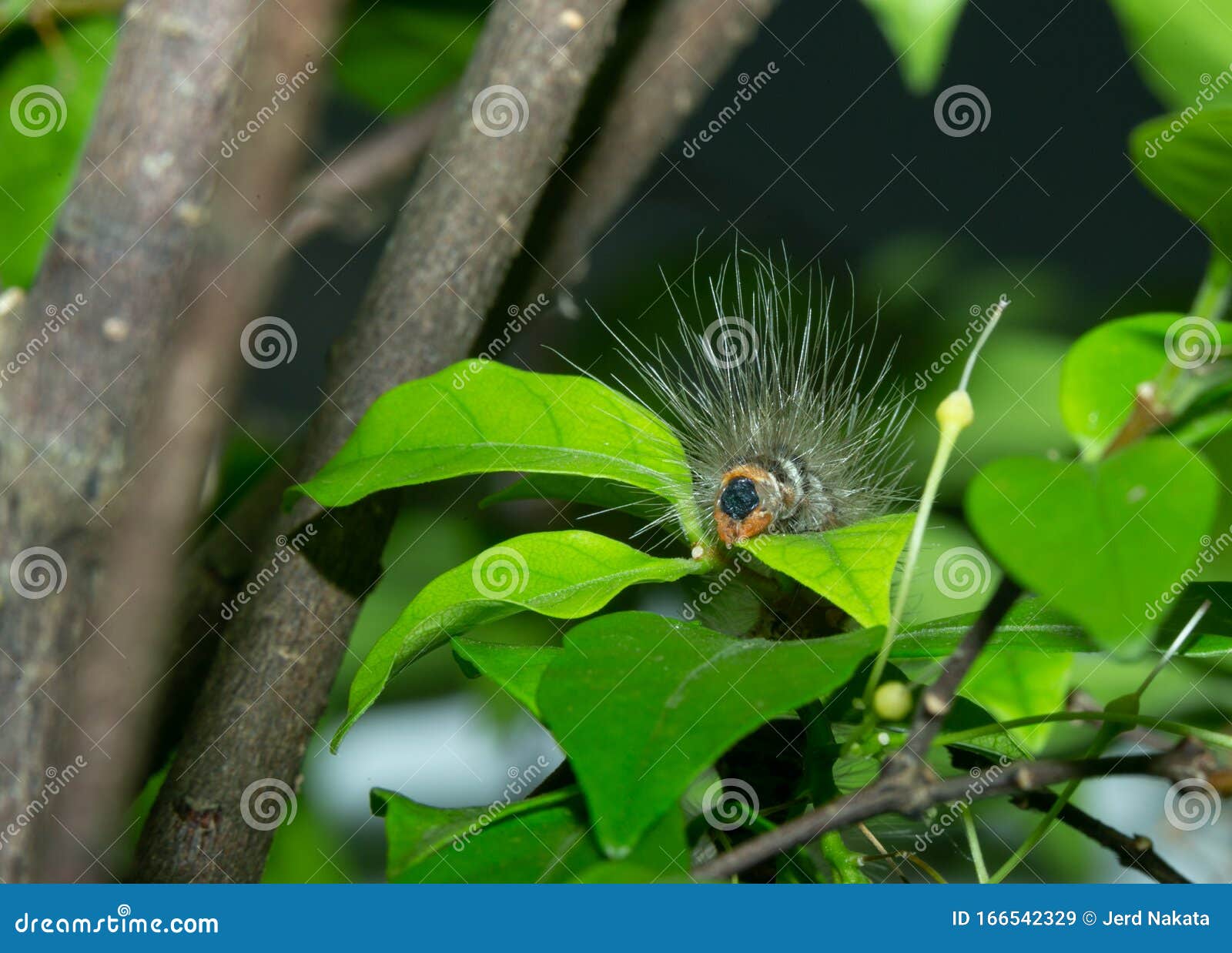 Macro Insect on the Leaves with the Green Theme Stock Image - Image of ...