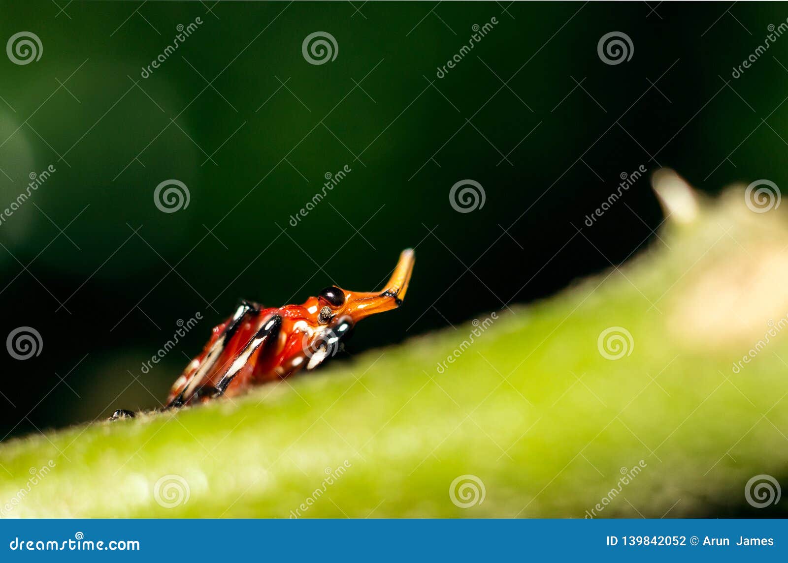 Macro of an Insect with Nice Horn. Stock Photo - Image of bright, nice ...