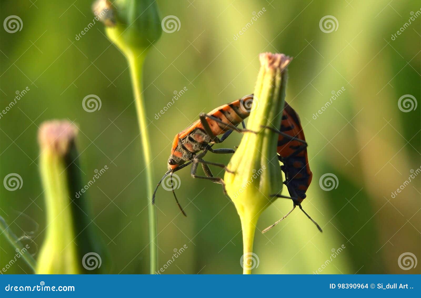 Macro insect photography stock photo. Image of animal - 98390964
