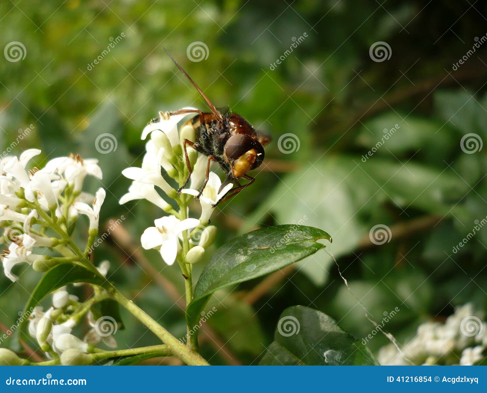 Macro insect ,still life stock photo. Image of insect - 41216854