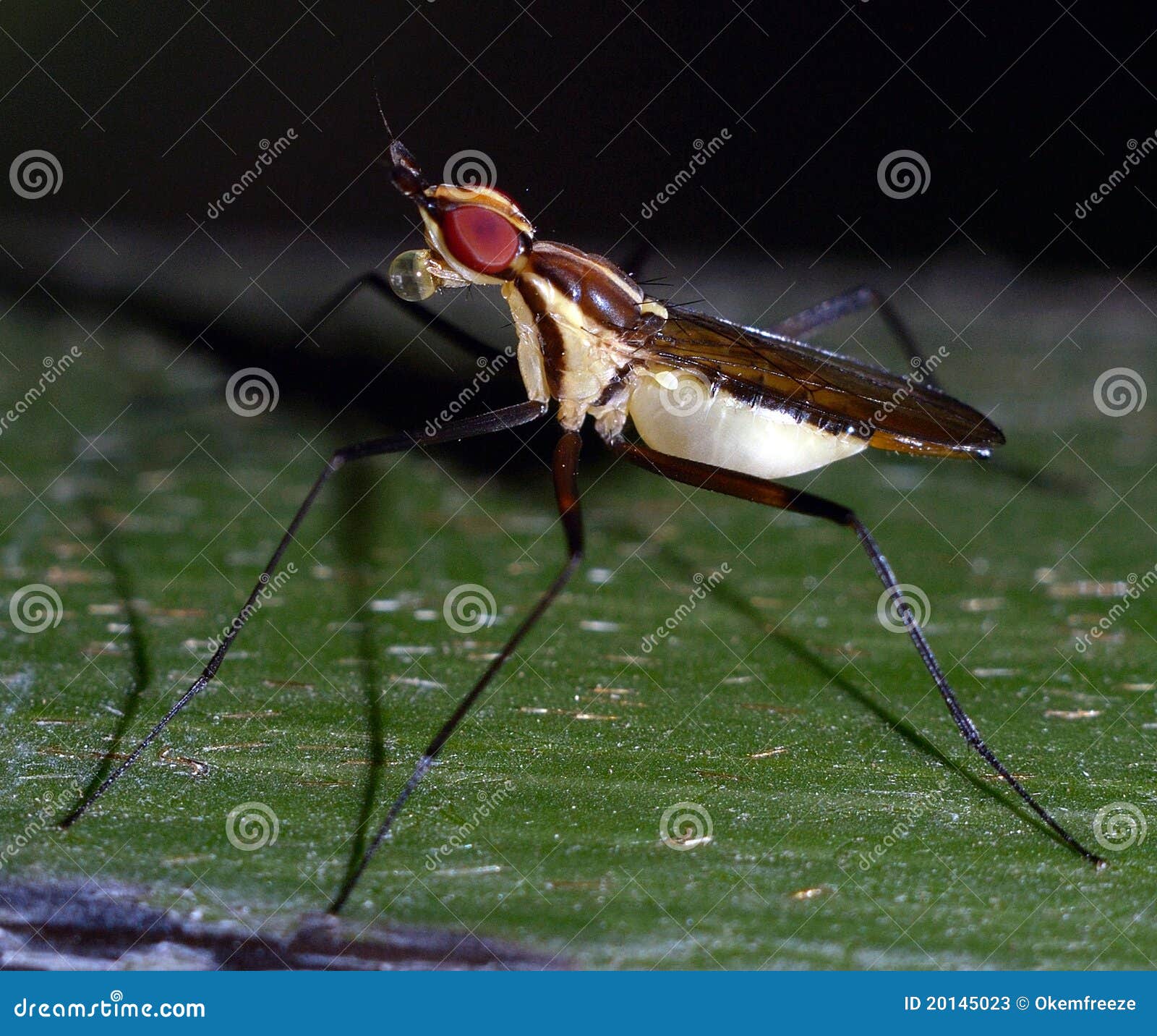 Macro insects bubble stock image. Image of macro, tiny - 20145023