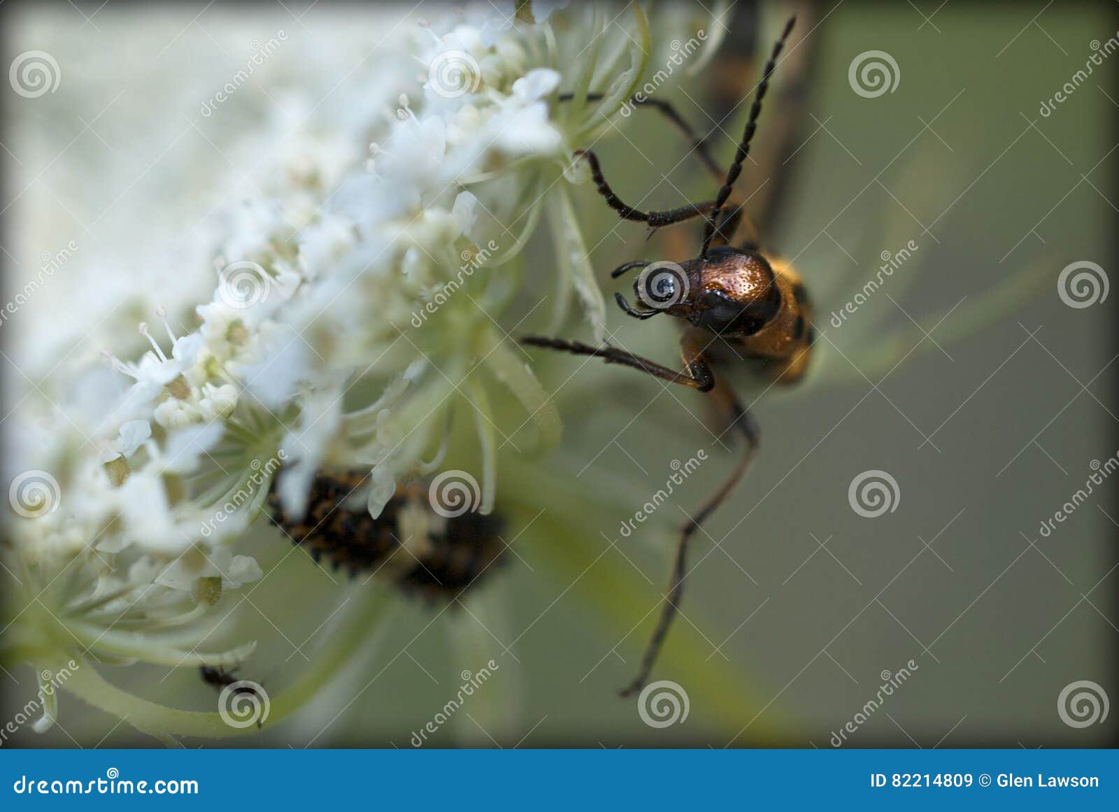 Macro of insects stock image. Image of crawling, insects - 82214809