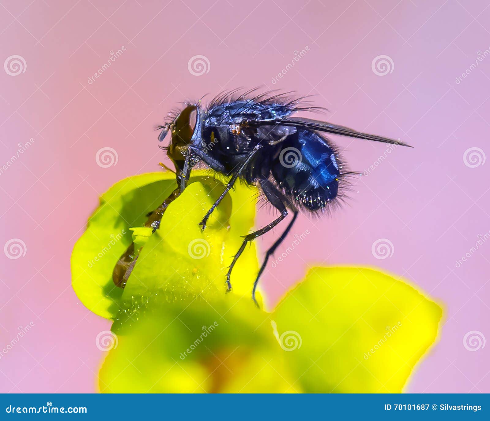 Macro insetto di volo blu immagine stock. Immagine di fiore - 70101687