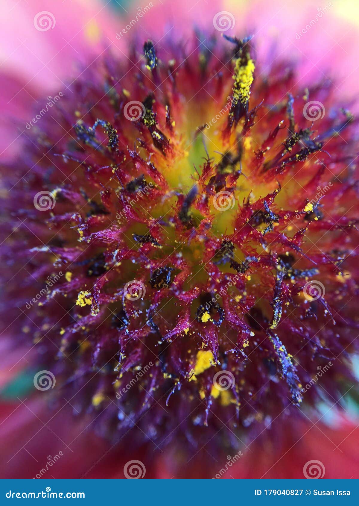 Macro of inside of flower stock image. Image of inside - 179040827