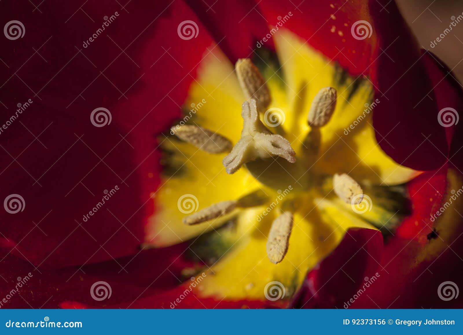 Macro of inside the tulip. stock photo. Image of macro - 92373156
