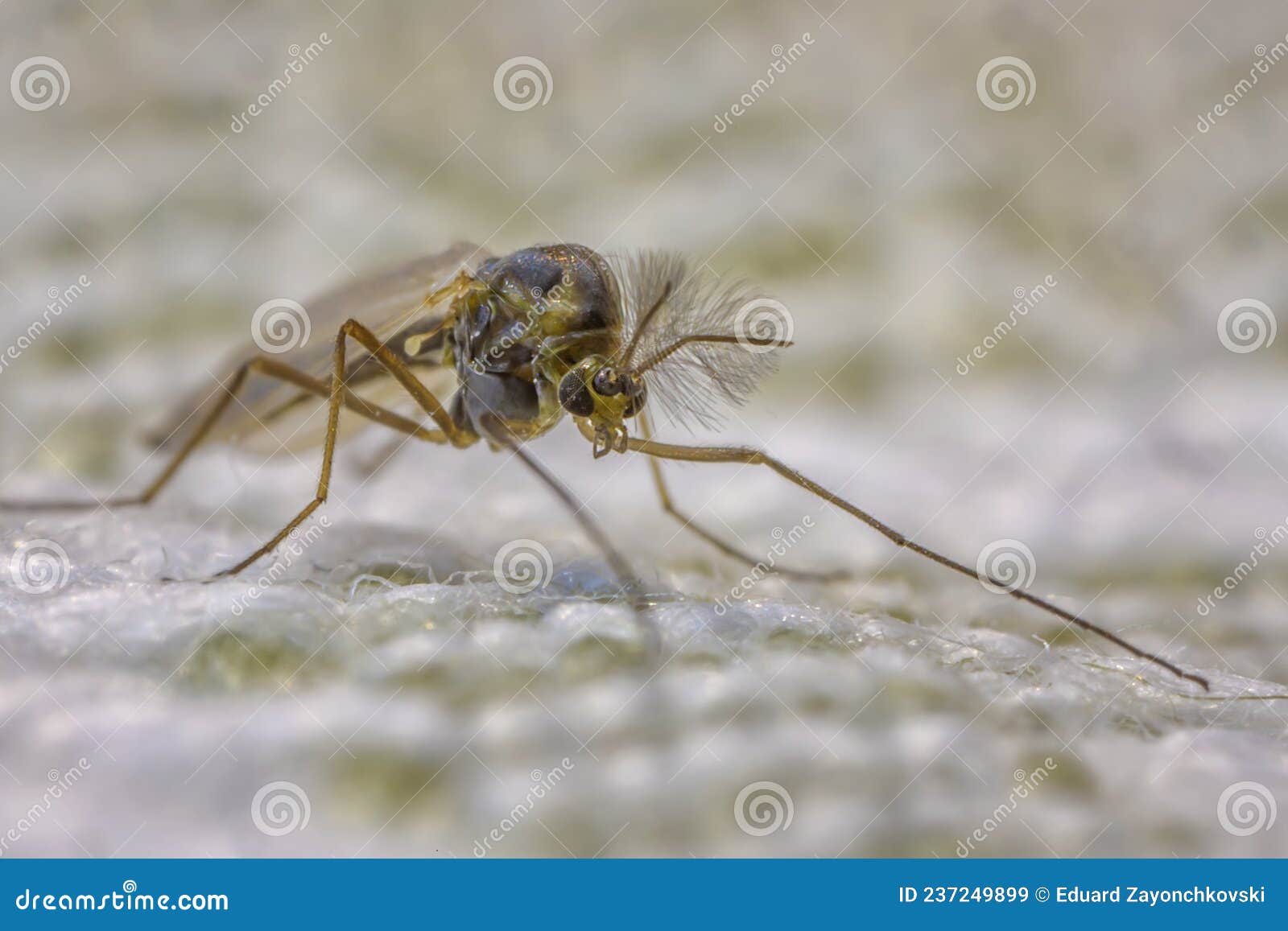Macro of an Interesting Small Creature Stock Image - Image of outdoor ...