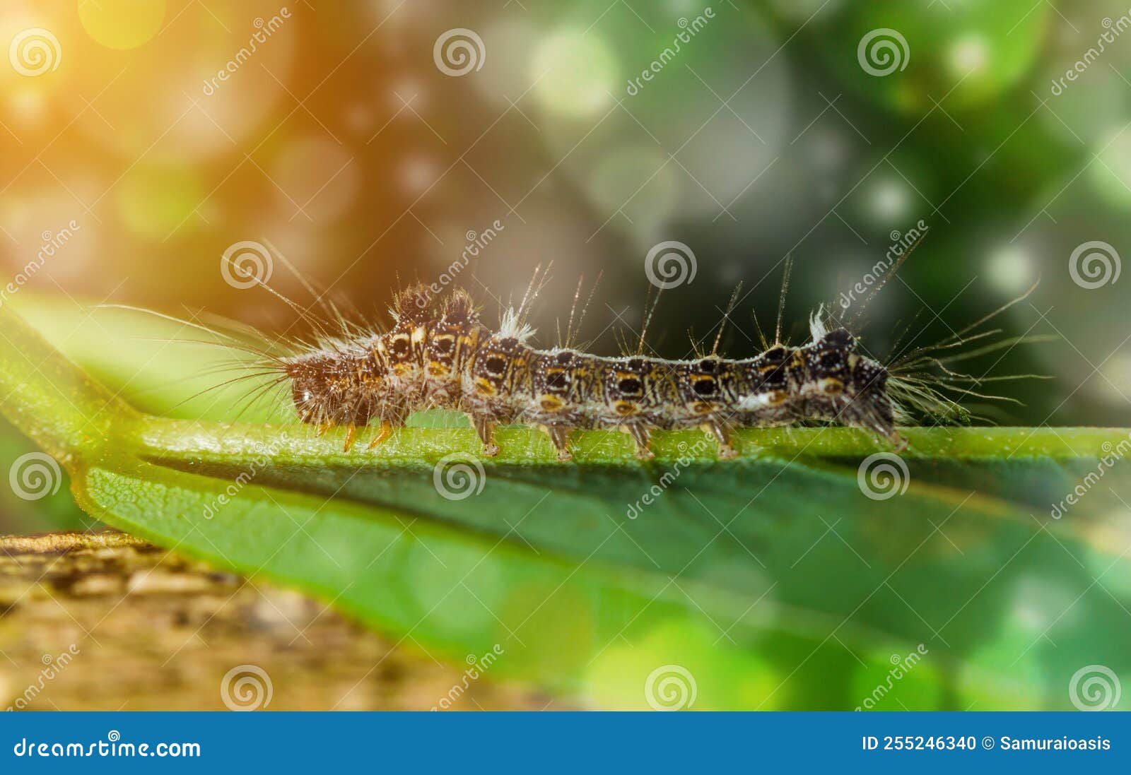 Mopani Worms From Mopani Tree Royalty-Free Stock Image | CartoonDealer ...