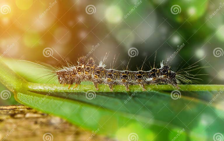 Macro Itchy Worms,green Caterpillar with Thorns that Make Itchy Stock ...