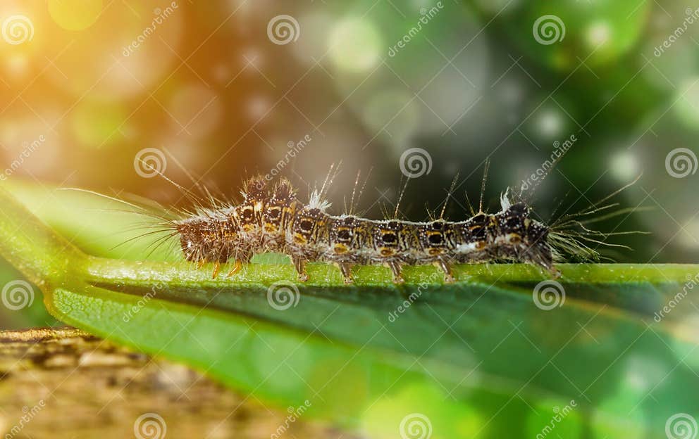 Macro Itchy Worms,green Caterpillar with Thorns that Make Itchy Stock ...