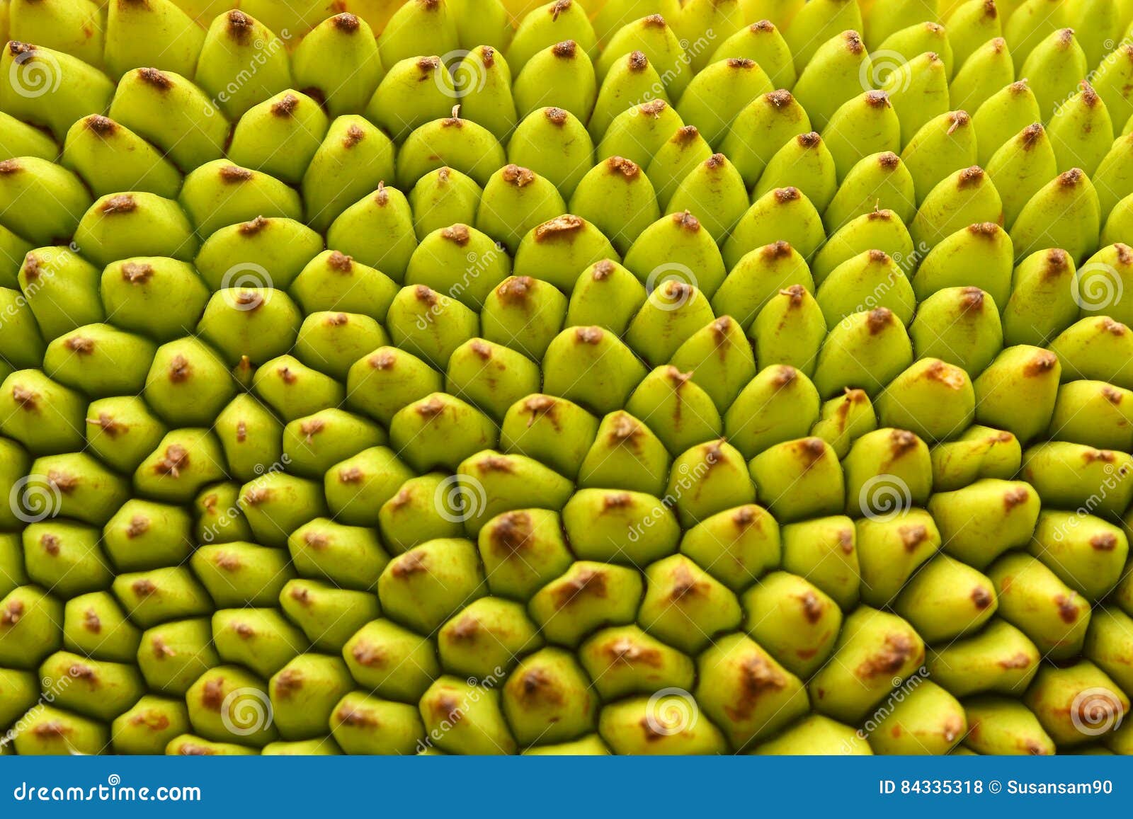 Macro Jack Fruit Skin Texture, Stock Photo - Image of jack, pattern ...